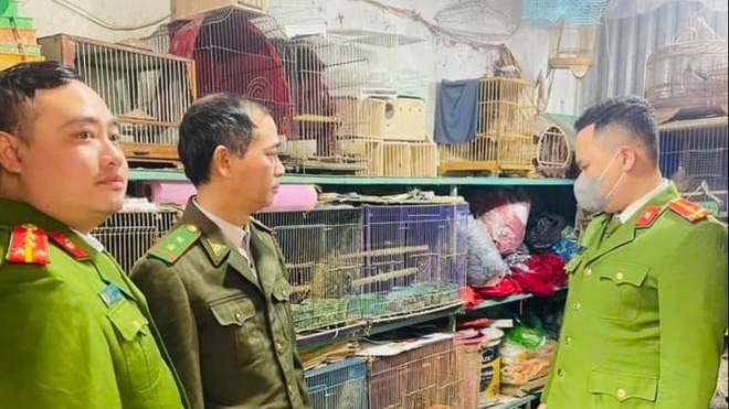 Nuôi nhốt 20 con chim ri đá rừng, chủ cửa hàng trên phố Hoàng Hoa Thám ...